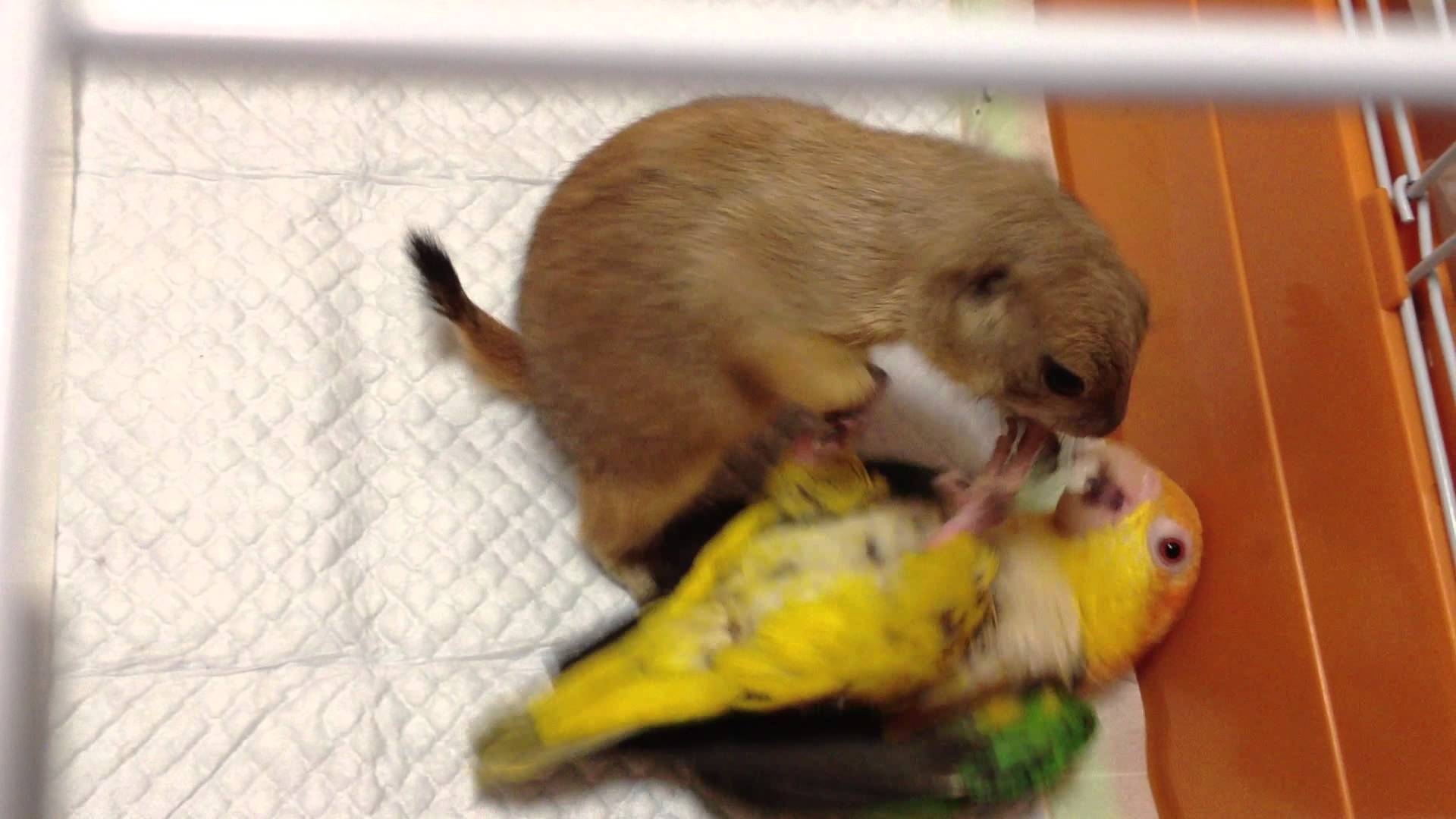 Yllättävät ystävykset sulattavat sydämiä - preeriakoira ja papukaijat ...